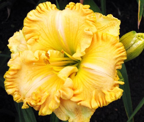 Catalogue - Hémérocalles Charlevoix